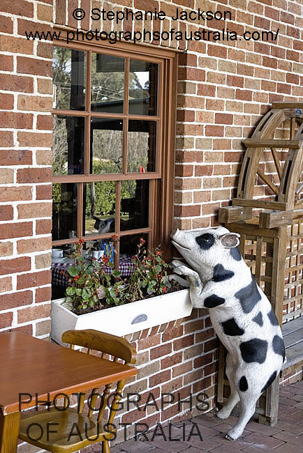 Pig at Cafe Window Berrima NSW Australia, Stock Photos