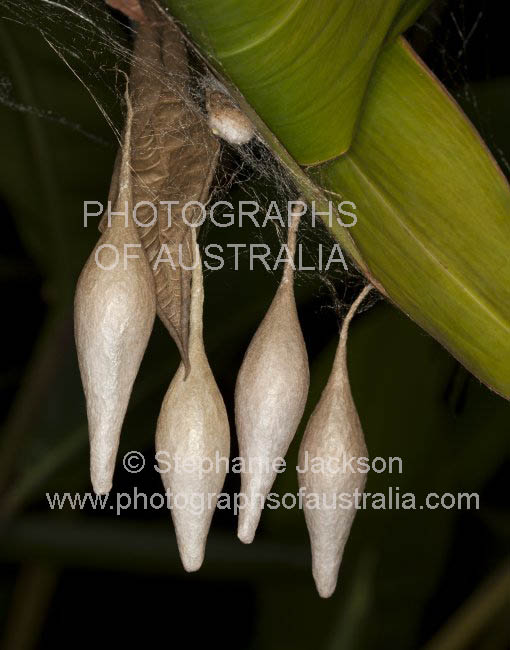 Photo of Eggs Sac of Magnificent Bolas Spider, Stock Photos of ...